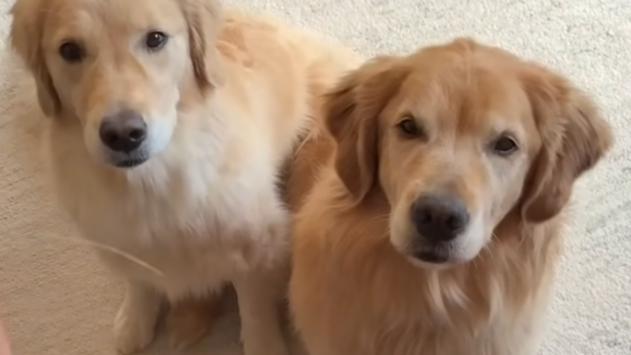 Dog owners will understand this instantly