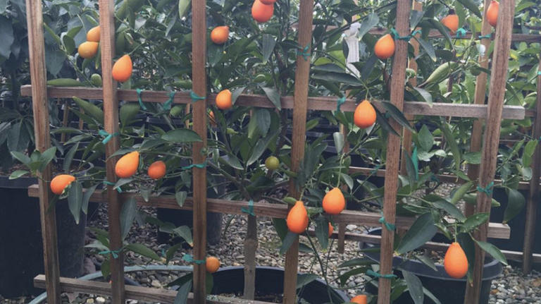The heat-tolerant edible fruit tree you can grow in a container that ...
