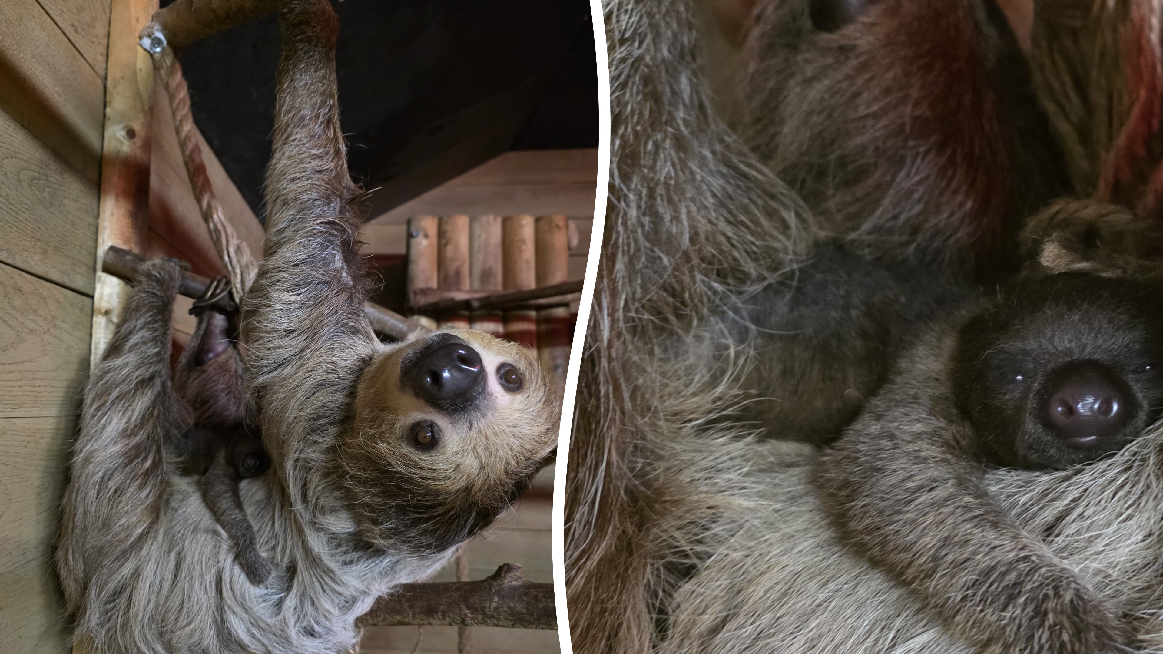 UK's second oldest sloth becomes father once again at the grand old age ...