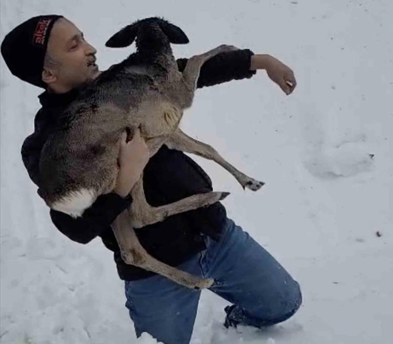 Düzce’de yaralı halde bulunan yavru karaca koruma altına alındı