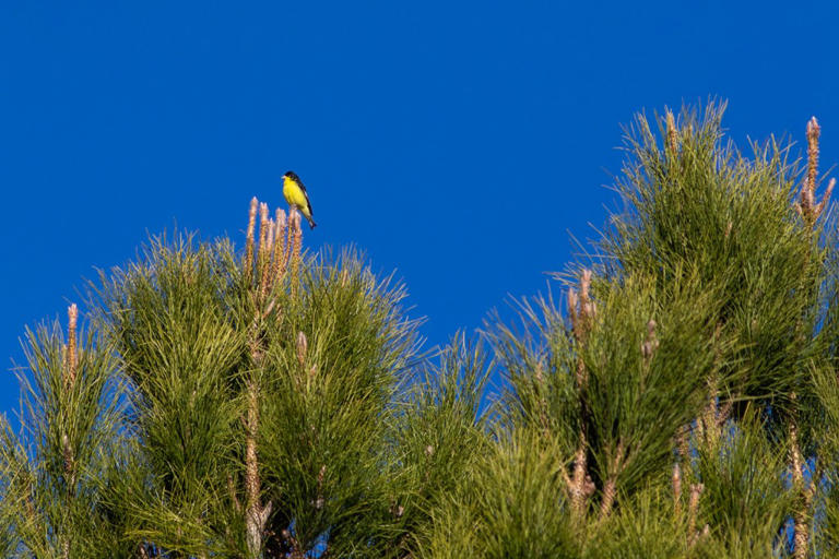 How to join El Paso’s growing birding scene