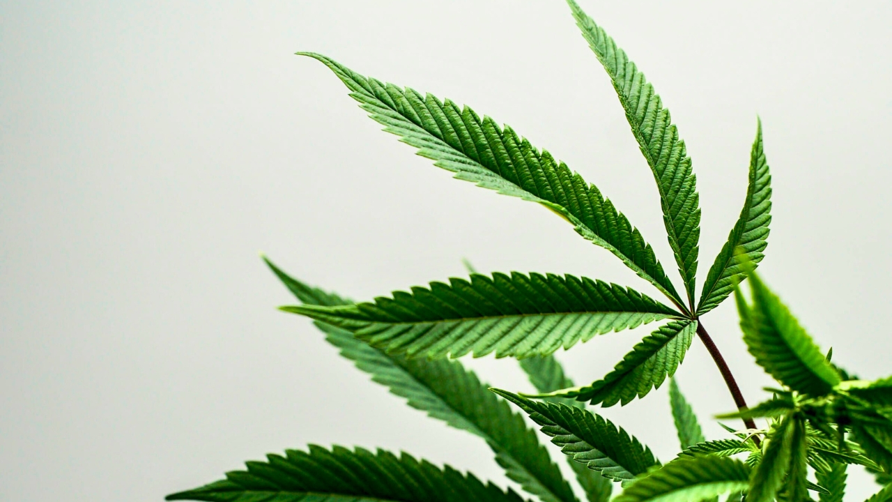 Supreme Court just scheduled the marijuana gun-rights case — what it ...