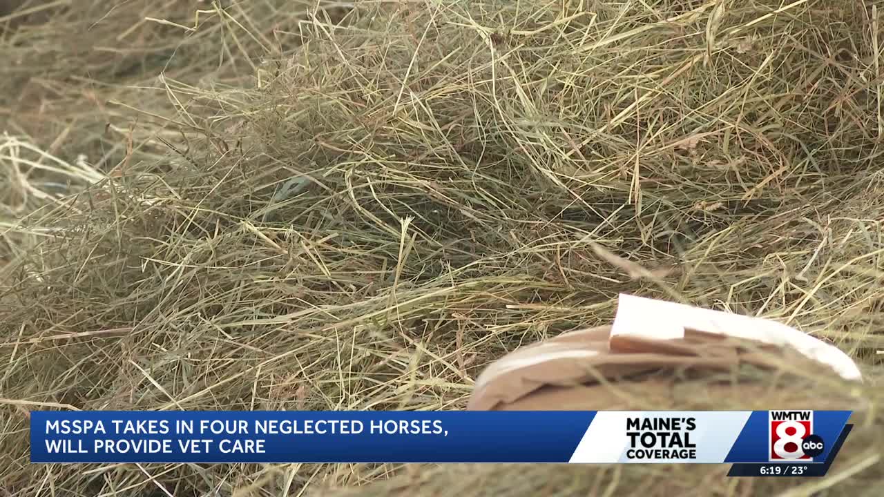 MSSPA receives four neglected horses from Vermont