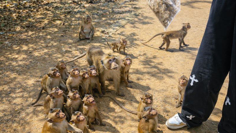 Funny monkey group waiting for food