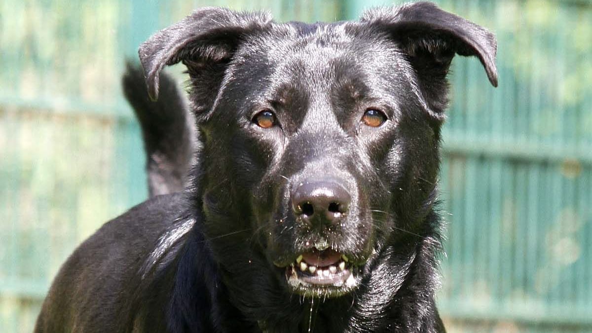 Aggressiver Hund lässt Familie nicht aus Hotel