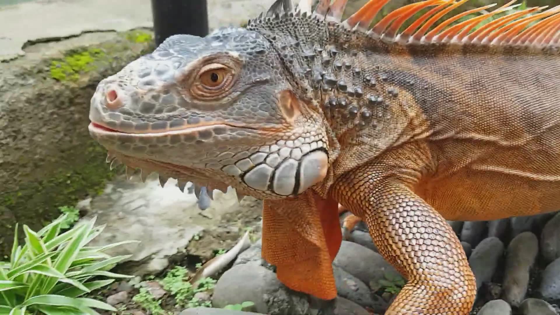 Examining diverse iguana species color variations