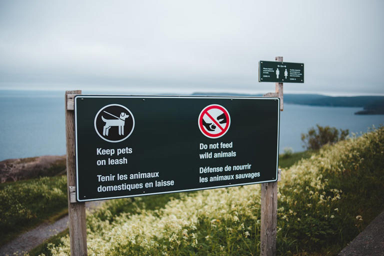 How Canadian patriotism is quieter, but just as deep, as the American ...