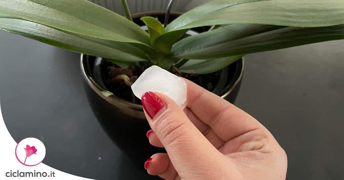 Bagnare l’orchidea con un cubetto di ghiaccio è l’idea peggiore che ho ...