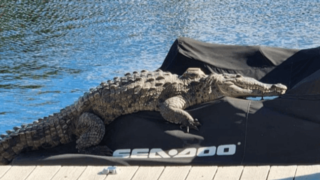 Week in images: Crocs on jet skis, Island Boy arrested, great white ...