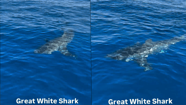 Week in images: Crocs on jet skis, Island Boy arrested, great white ...