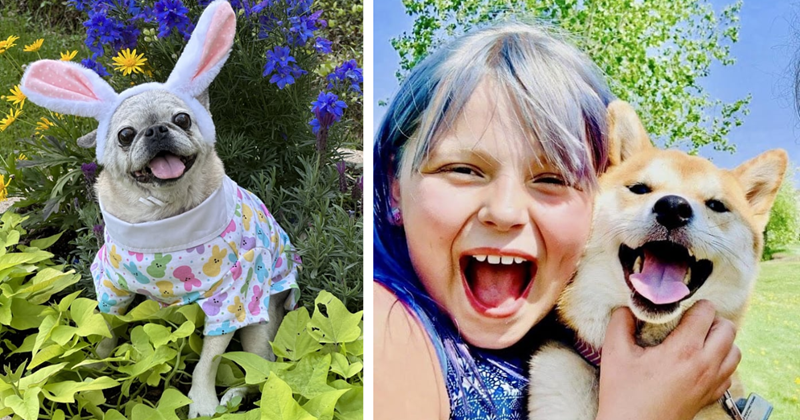 22 sweet smiling dog pics to raise your sunken spirits