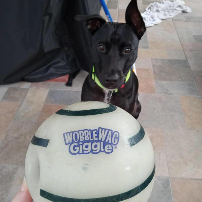 27 fun products that’ll keep your dog entertained indoors