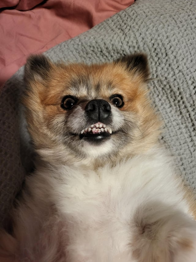 22 sweet smiling dog pics to raise your sunken spirits