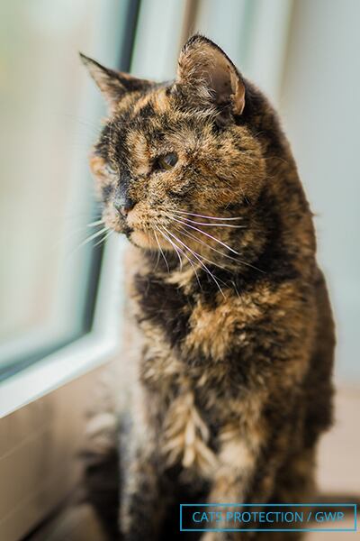 World's oldest cat Floozy turns 30, equivalent to 136 human years