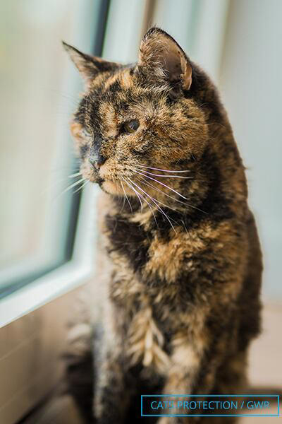 World's oldest cat Flossie celebrates 30th birthday, 136 human years