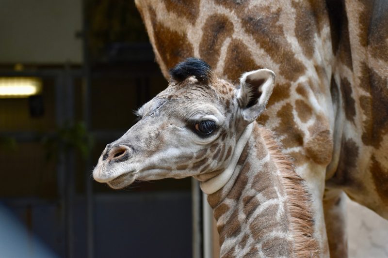 Endangered giraffe dies in 'very tragic and unfortunate incident' at zoo