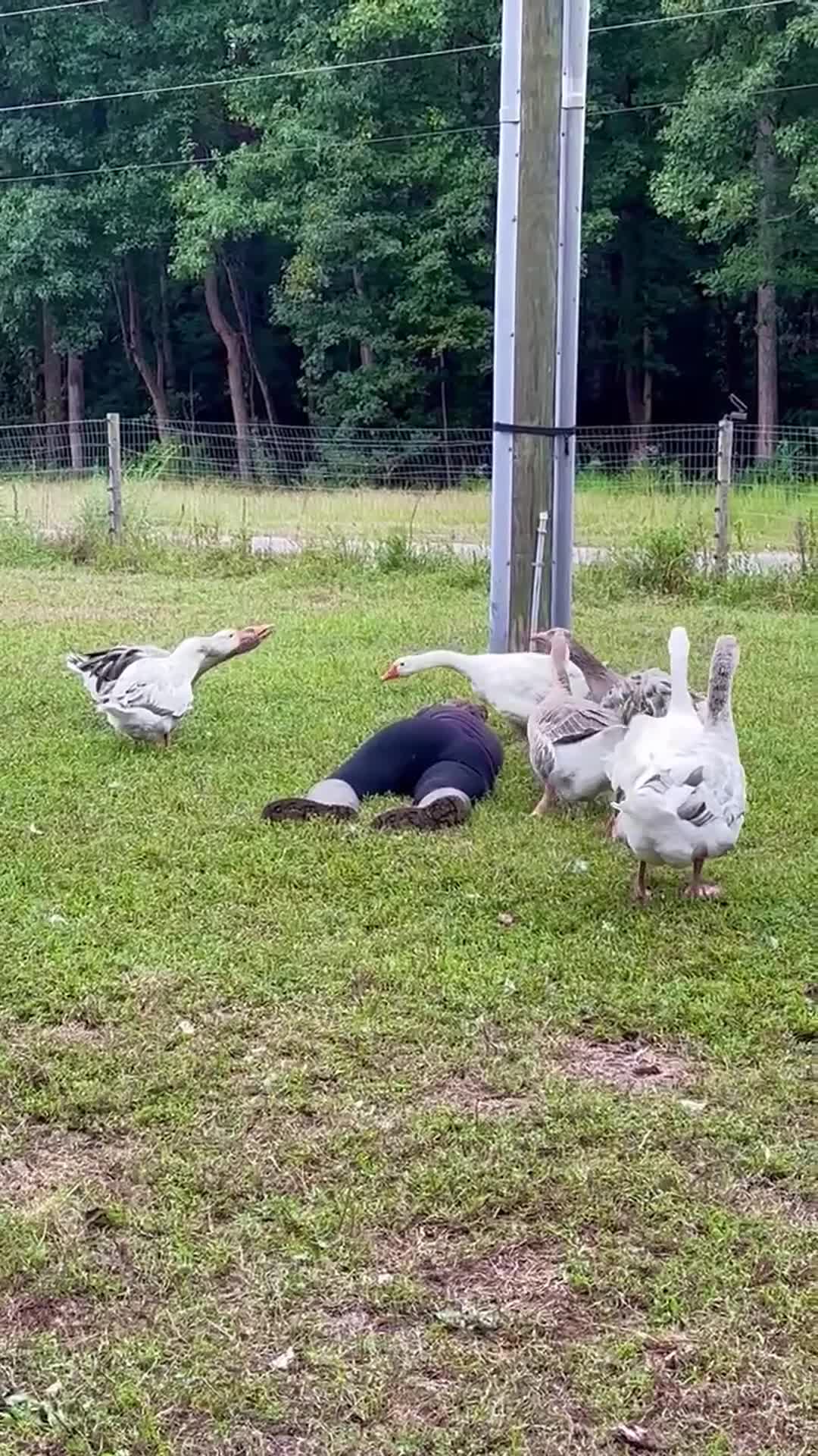 Playful geese gather around a relaxing afternoon