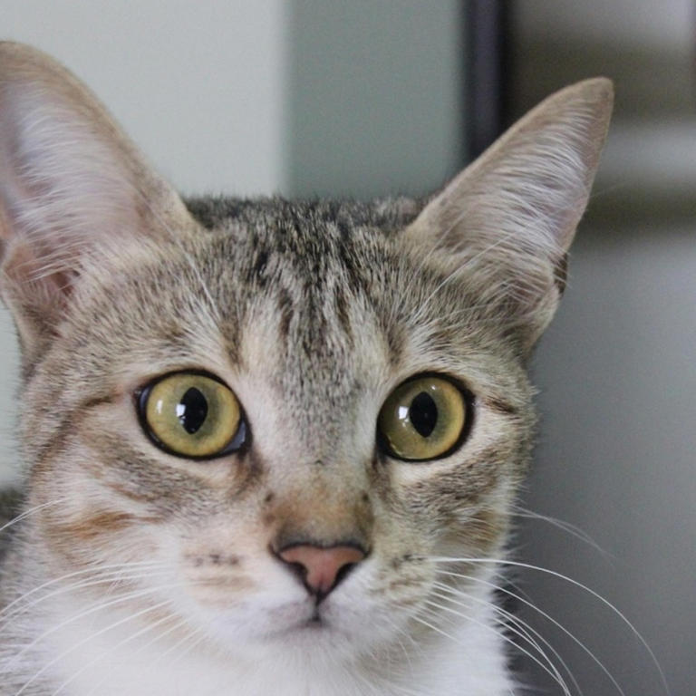 These 8 signs will tell you if your cat is healthy and happy by your side