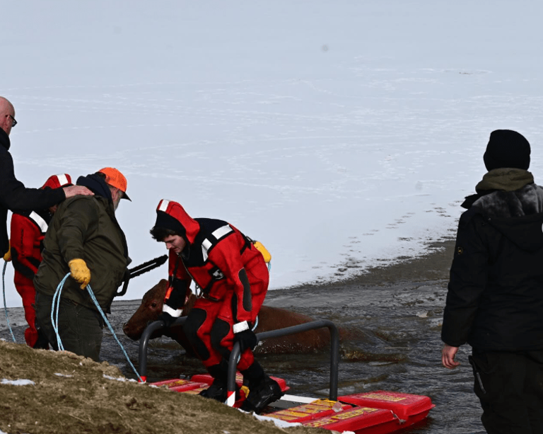 Cow rescued from icy pond in Block Island
