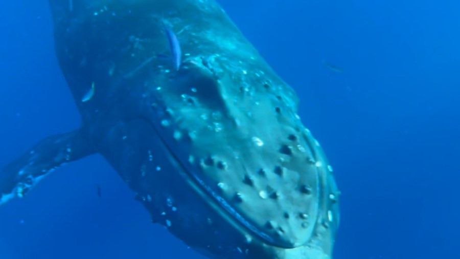 Humpback whale mugging off Maui: 'Am I in a dream?'