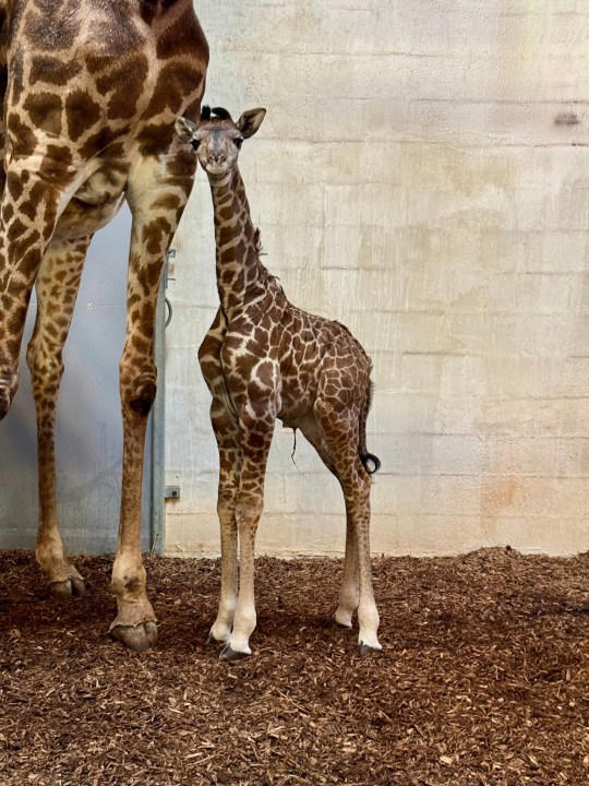 Endangered giraffe dies in 'very tragic and unfortunate incident' at zoo