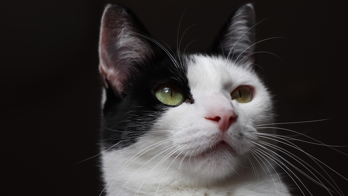 Estos 7 gestos confirman que eres un buen dueño de gato, según expertos
