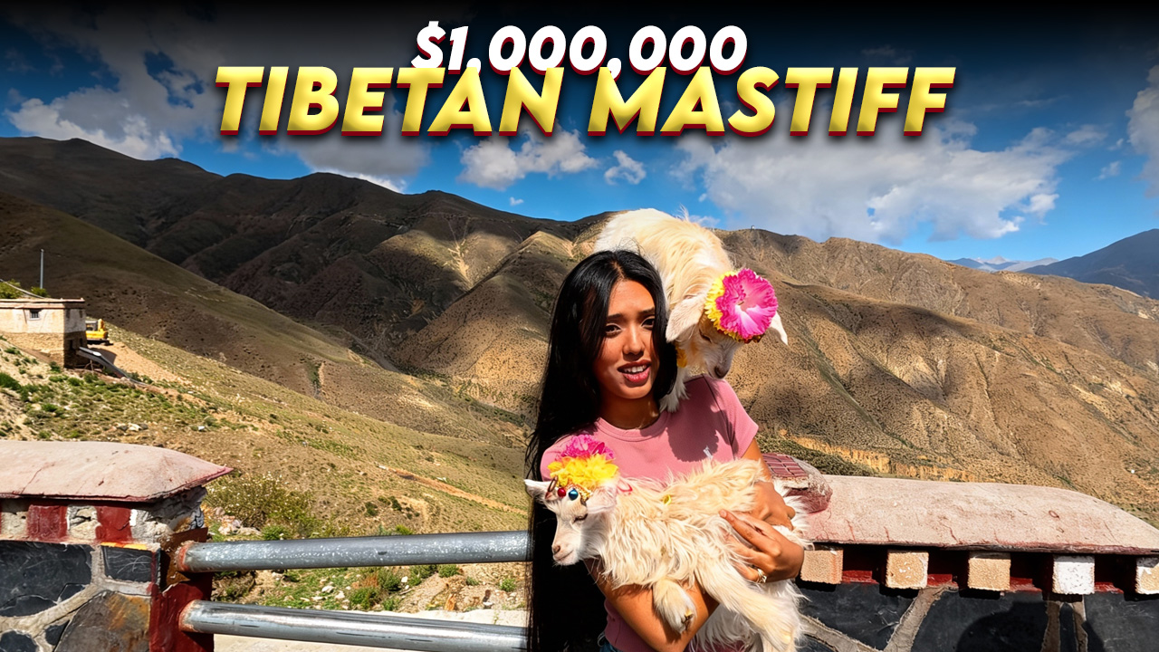 How a Tibetan mastiff became a million dollar status symbol