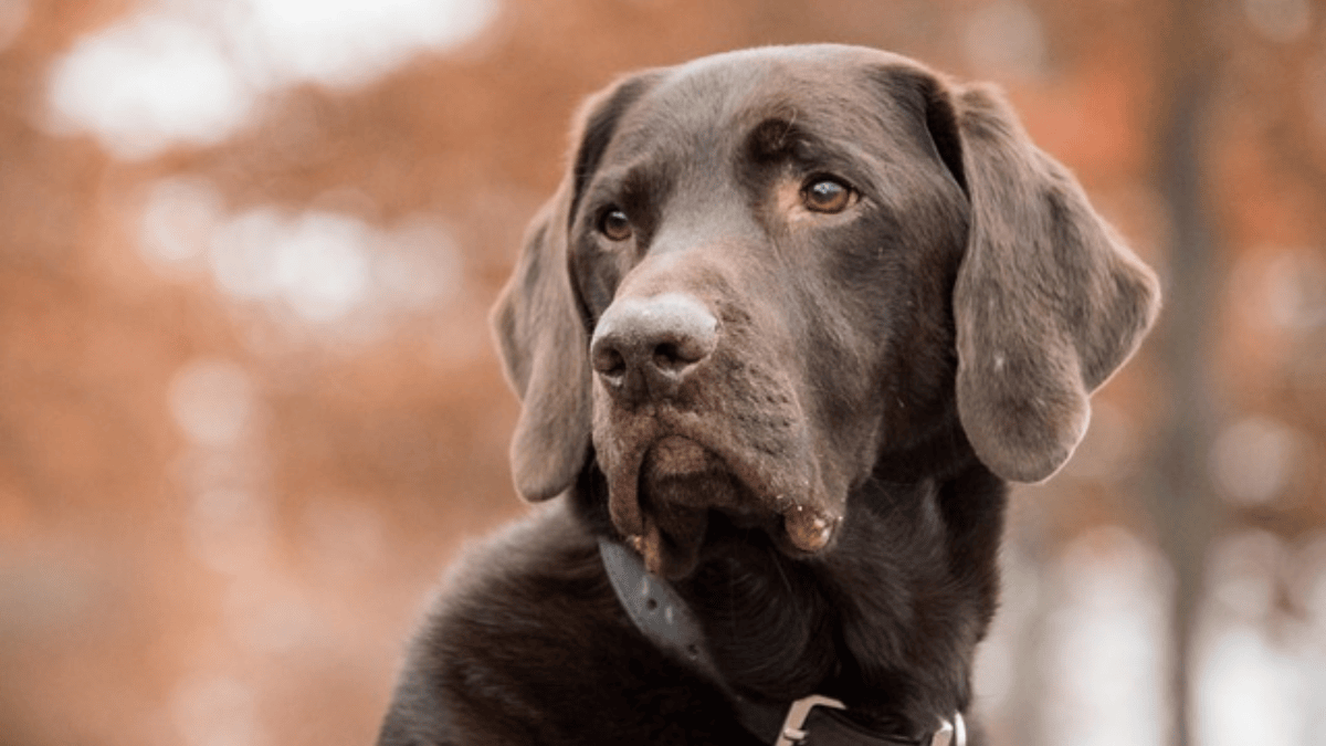 Dog habits that seem weird but are actually normal