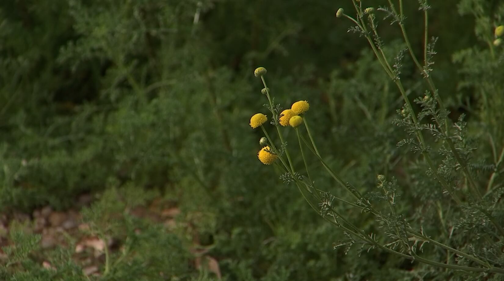Rain brings desert growth, but raises concerns ahead of Arizona fire season