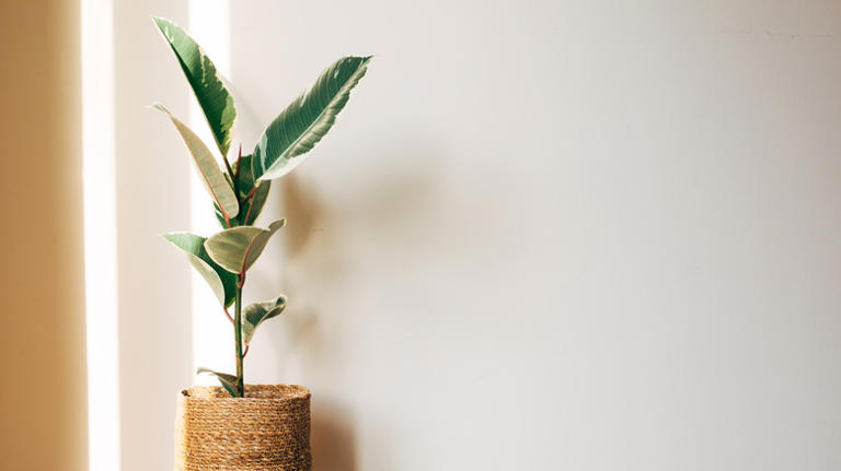The rubber plant variety that brings happiness & good luck, according ...