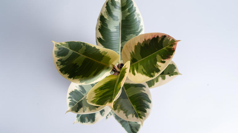 The rubber plant variety that brings happiness & good luck, according ...