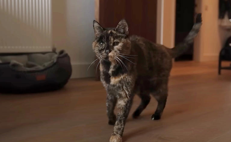 World's oldest cat celebrates 30th birthday