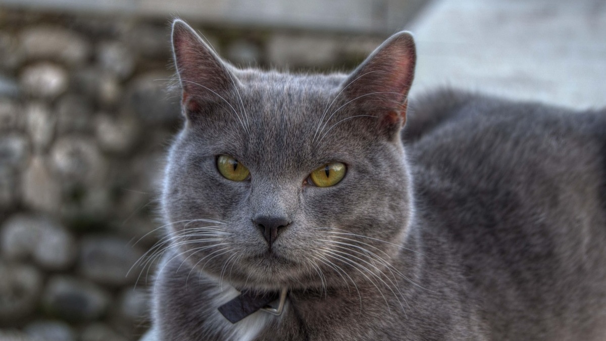 Estos 7 gestos confirman que eres un buen dueño de gato, según expertos
