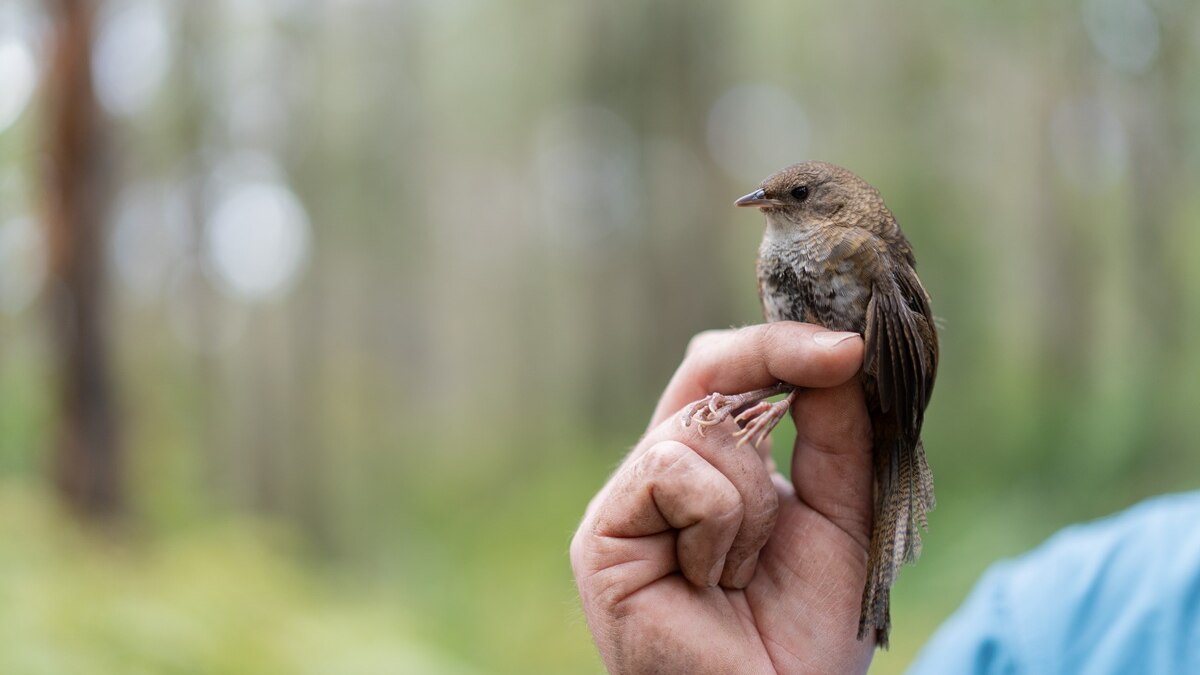 Rufous scrub-bird DNA project aims to safeguard ancient and elusive ...