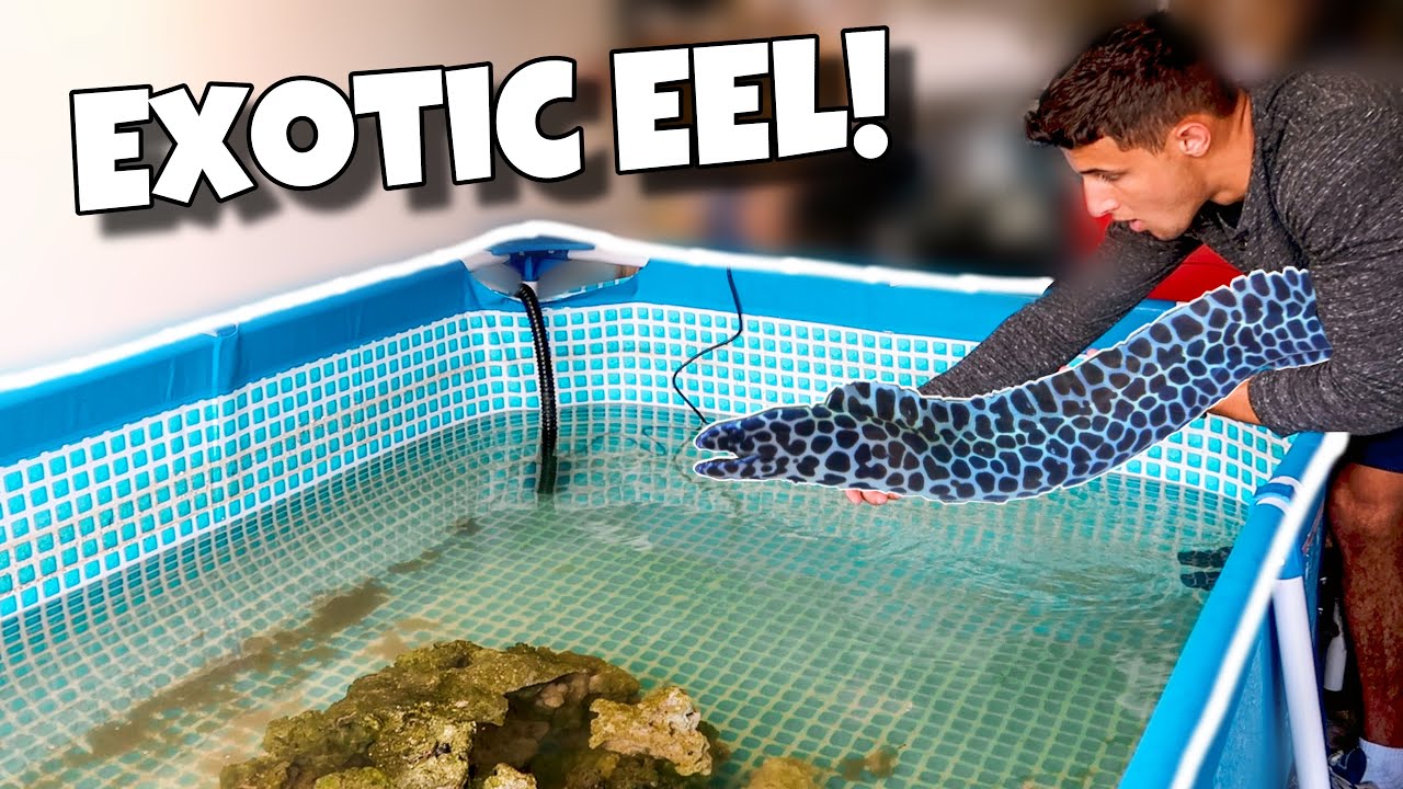 My new exotic eel for my pool pond!