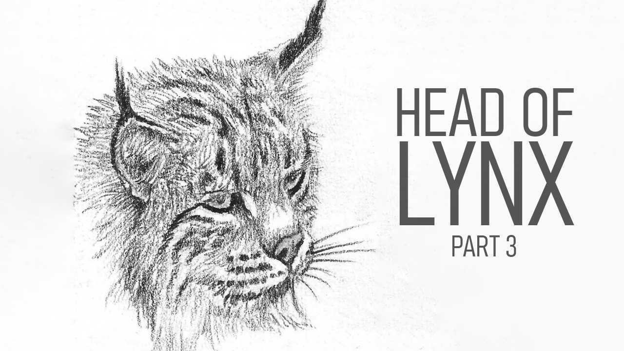 Master lynx head drawing using perspective and structure