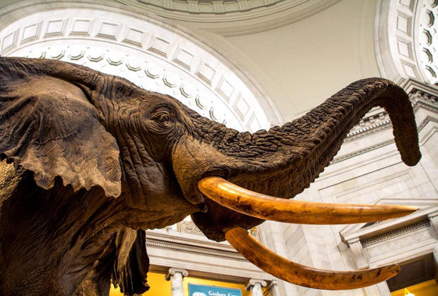 100 free things to do in DC with kids