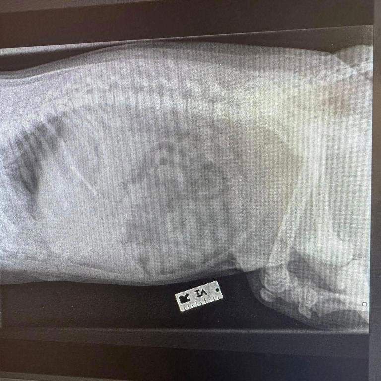 Puppy recovering after swallowing razor blade