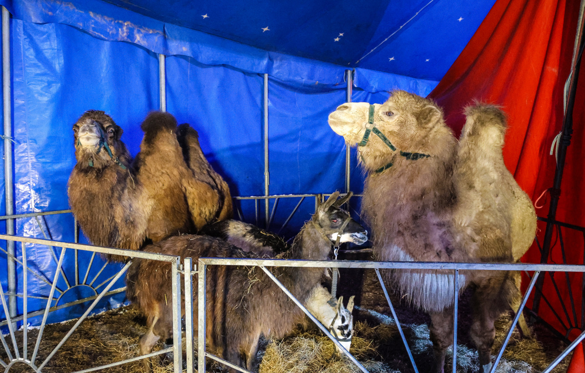 Zirkuszelt stürzt in NRW wegen Schnee ein – Feuerwehr muss Tiere retten