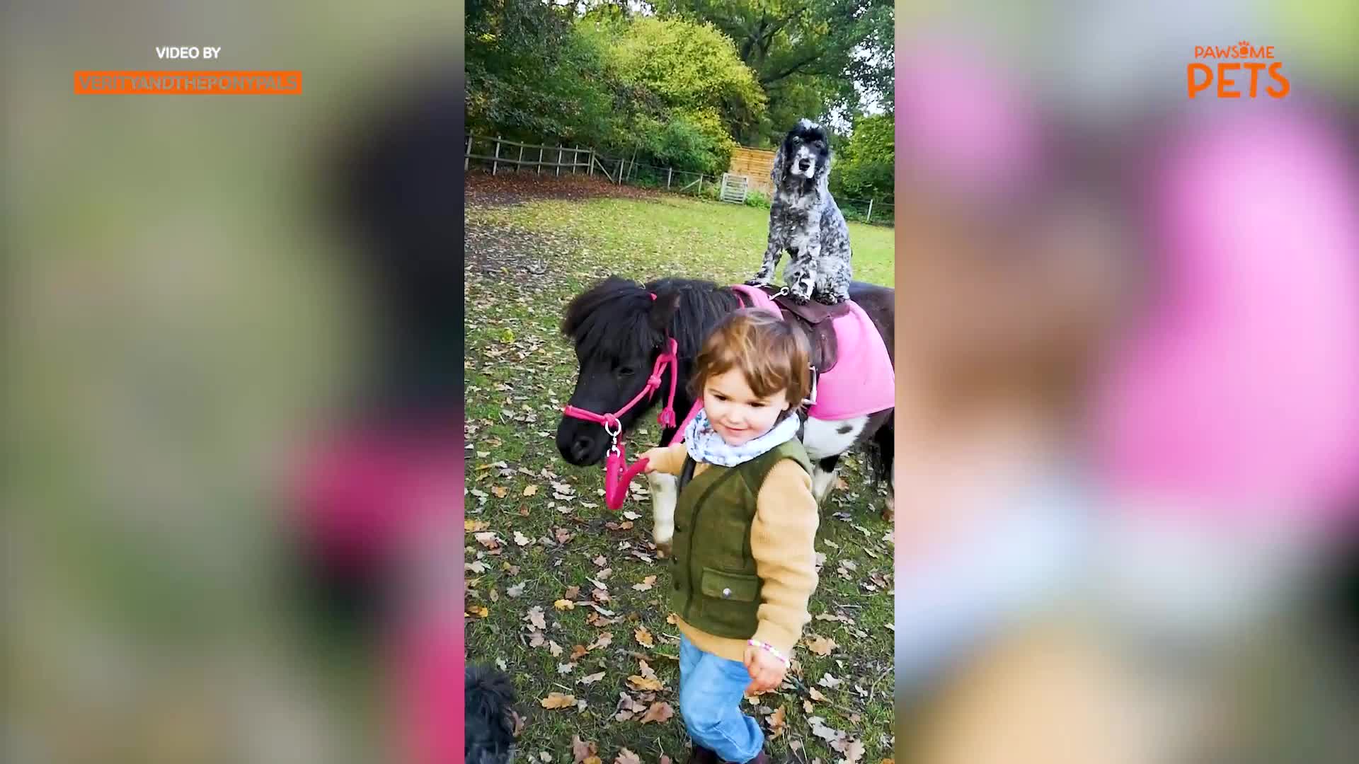 Girl teaches dog to ride pony