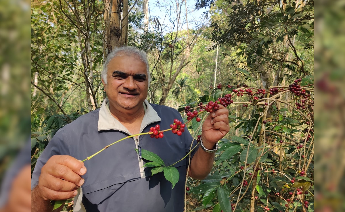 Coffee exports slipping, your morning cup may taste more bitter: Here's why
