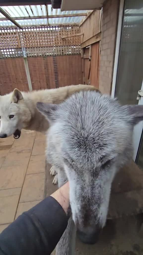My gentle wolves insist I hold their paws