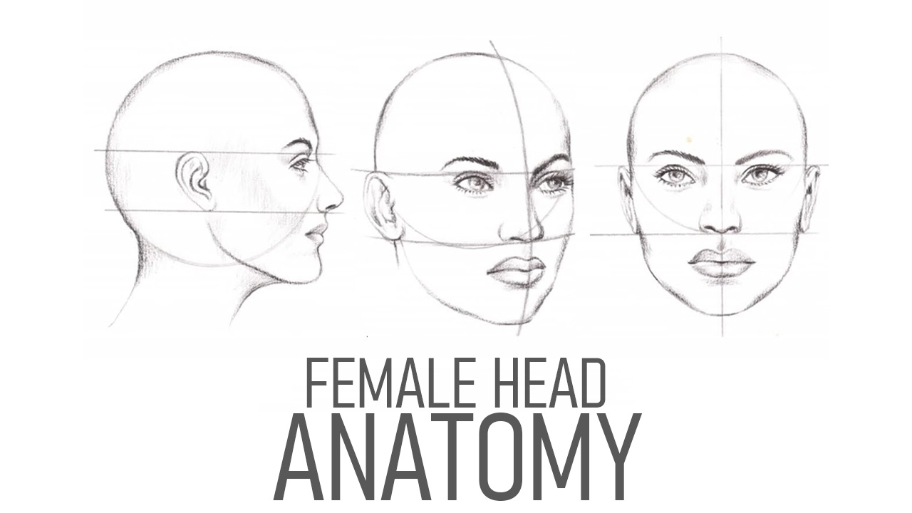 Female head anatomy tutorial for new artists made easy