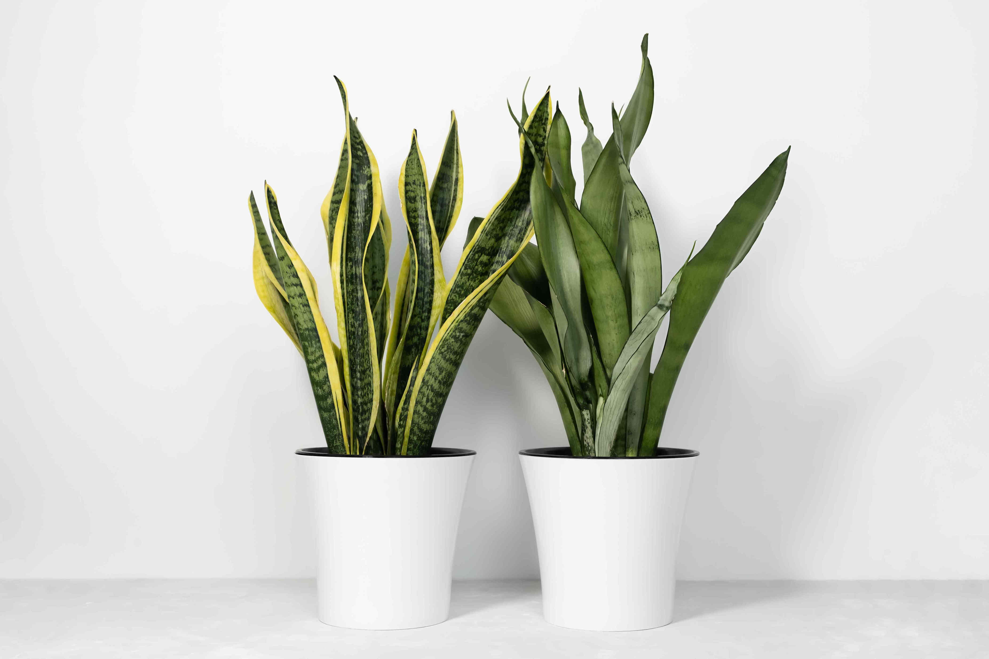 How to repot a snake plant and keep it thriving for decades