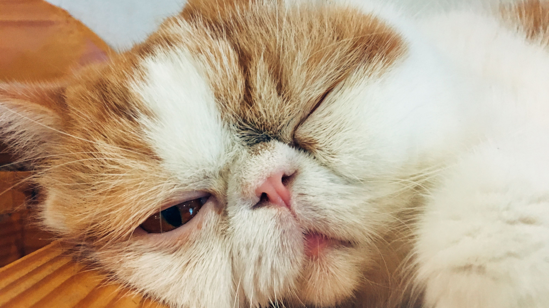 The reasons your cat insists on sleeping above your head