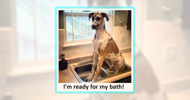 23 playful pup memes for dog lovers who believe every day needs a bit ...