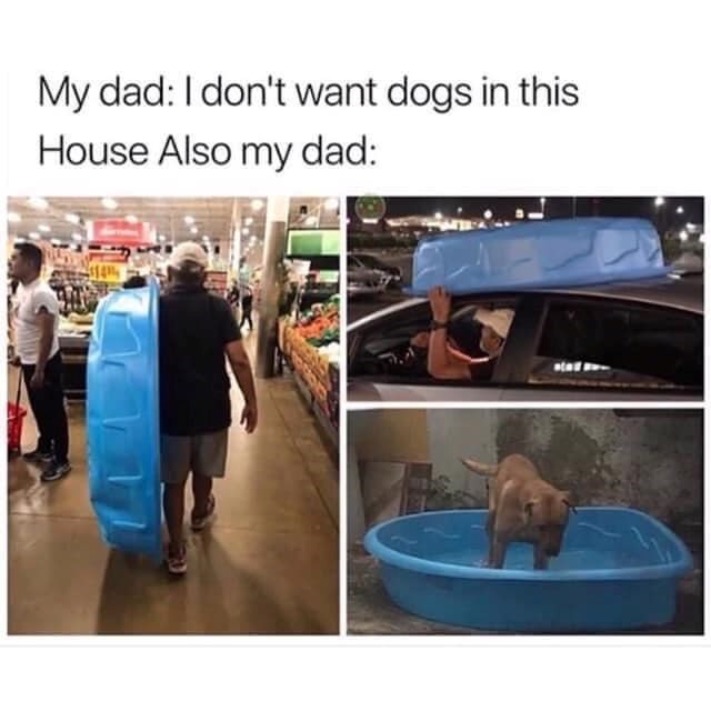 23 playful pup memes for dog lovers who believe every day needs a bit ...