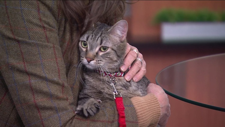 Special needs animals find a home through Pet Haven