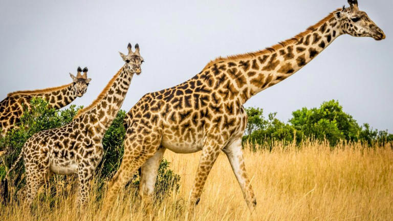 Two extremely rare white giraffes killed, sparking global mourning