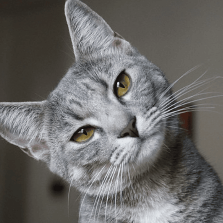 These 8 signs will tell you if your cat is healthy and happy by your side